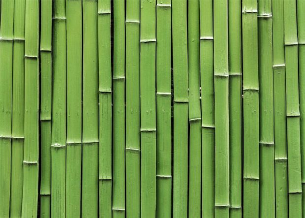 Tudo Sobre O Bambu – Características E Nome Científico | Mundo Ecologia