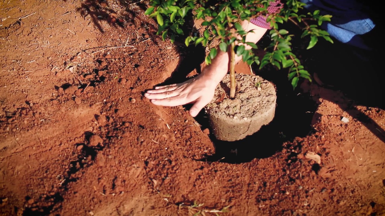 O Que é Encostia? Para que Serve a Encostia? | Mundo Ecologia