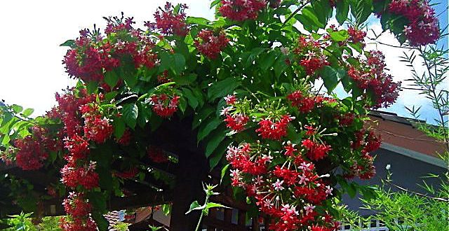 Qual é a Flor Mais Cheirosa do Mundo? | Mundo Ecologia