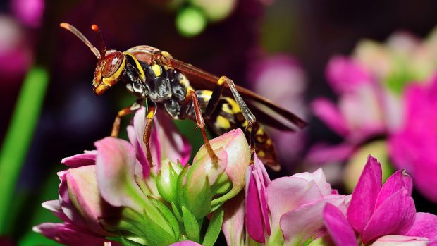 Tudo sobre o marimbondo: características, nome cientifico e fotos ...