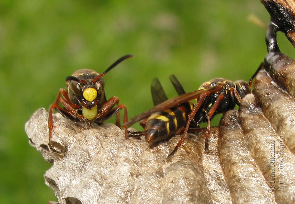 Polistes versicolor 3 – Mundo Ecologia