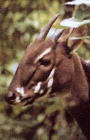 Saola: Reino, Filo, Classe, Ordem, Família e Gênero | Mundo Ecologia