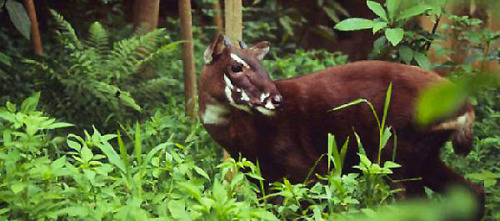 Saola: Reino, Filo, Classe, Ordem, Família e Gênero | Mundo Ecologia