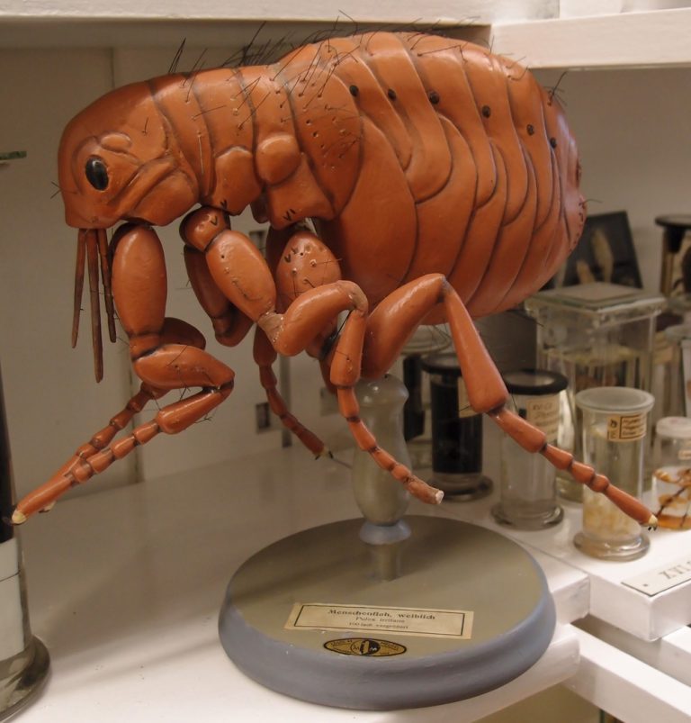 Tudo Sobre a Pulga: Características, Nome Científico e Fotos – Mundo ...