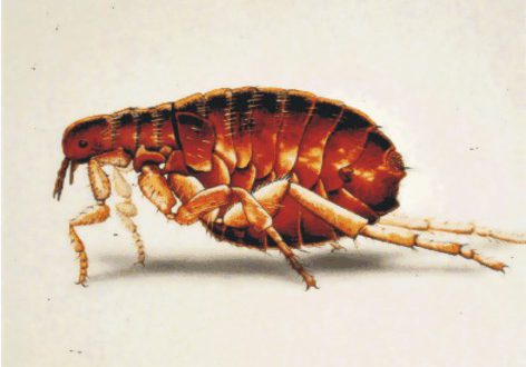 Tudo Sobre A Pulga: Características, Nome Científico E Fotos | Mundo ...