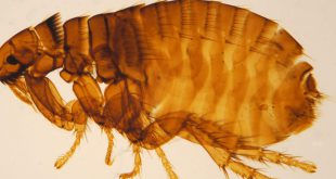 Onde a Pulga Vive no Corpo Humano? | Mundo Ecologia