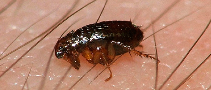 Pulga: Reino, Filo, Classe, Ordem, Família e Gênero | Mundo Ecologia