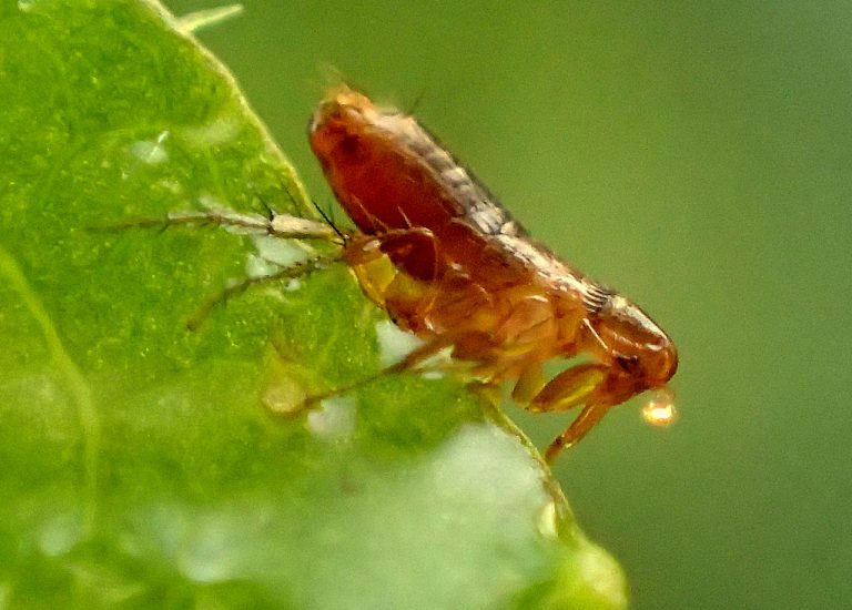 Pulga Das Aves: Características, Nome Científico E Fotos | Mundo Ecologia