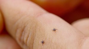 Onde a Pulga Vive no Corpo Humano? | Mundo Ecologia