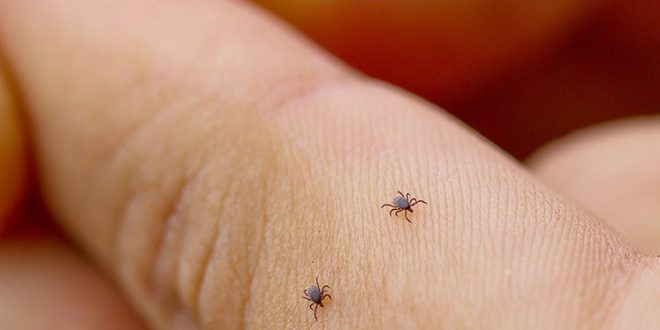 Onde a Pulga Vive no Corpo Humano? | Mundo Ecologia