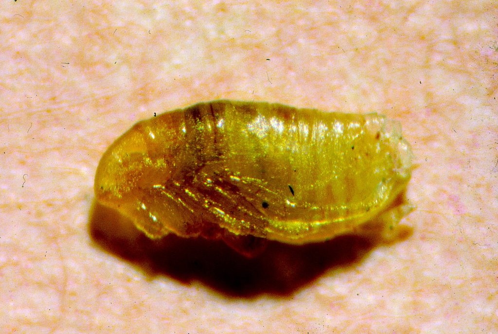 Tudo Sobre a Pulga: Características, Nome Científico e Fotos – Mundo ...