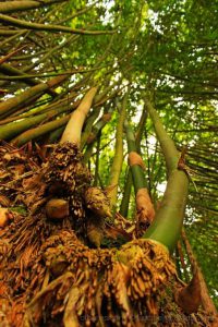 Como Arrancar Raiz De Bambu? Passo A Passo De Como Fazer | Mundo Ecologia