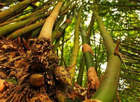 Como Arrancar Raiz De Bambu? Passo A Passo De Como Fazer | Mundo Ecologia