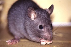 Rato Morde Pessoas? Como Identificar Mordida de Rato? | Mundo Ecologia