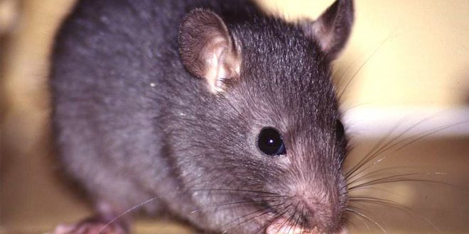 Rato Morde Pessoas? Como Identificar Mordida de Rato? | Mundo Ecologia