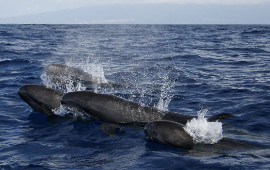 Falsa-Orca ou Orca Bastarda: Características, Habitat e Fotos – Mundo ...