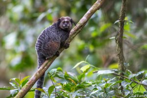 Alimentação Do Sagui: O Que Ele Come? | Mundo Ecologia