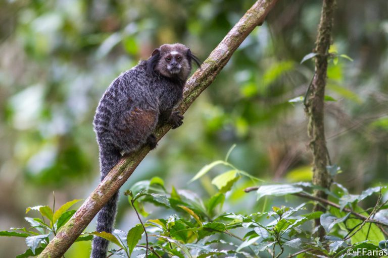 Alimentação Do Sagui: O Que Ele Come? | Mundo Ecologia