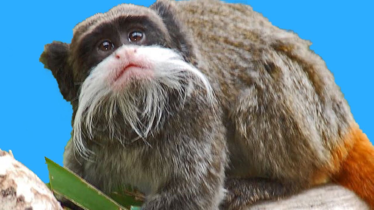 Sagui-Imperador: Características, Habitat, Nome Cientifico e Fotos ...