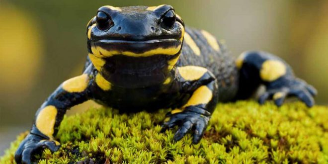 Quais as Diferenças Entre Salamandras e Tritões? | Mundo Ecologia
