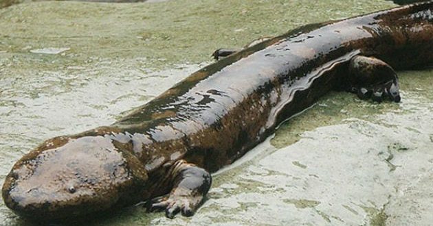 Salamandra-Gigante-da-China: Características, Habitat e Fotos | Mundo ...