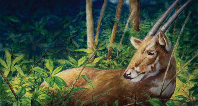 Habitat do Saola: Onde Eles Vivem? | Mundo Ecologia