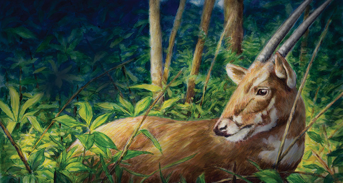 Habitat do Saola: Onde Eles Vivem? | Mundo Ecologia