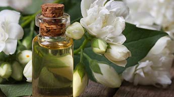 Jasmim-Verdadeiro: Características, Como Cultivar e Fotos – Mundo Ecologia