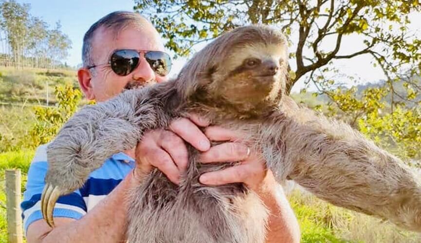 Quais São os Predadores do Bicho Preguiça e Seus Inimigos? | Mundo Ecologia