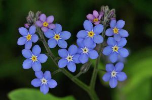 Miosótis: Curiosidades e Fatos Interessantes Sobre a Planta – Mundo ...