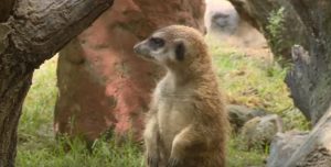 Tudo Sobre O Suricato: Características, Nome Científico E Fotos ...