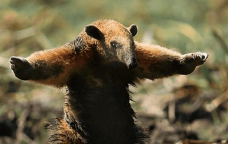 Tamanduá-Mirim: Características, Nome Científico E Fotos | Mundo Ecologia