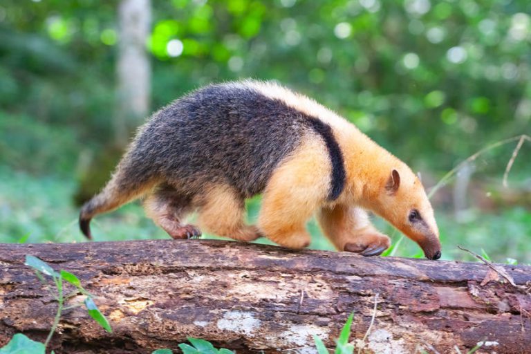 Tamanduá-Mirim: Características, Nome Científico E Fotos | Mundo Ecologia