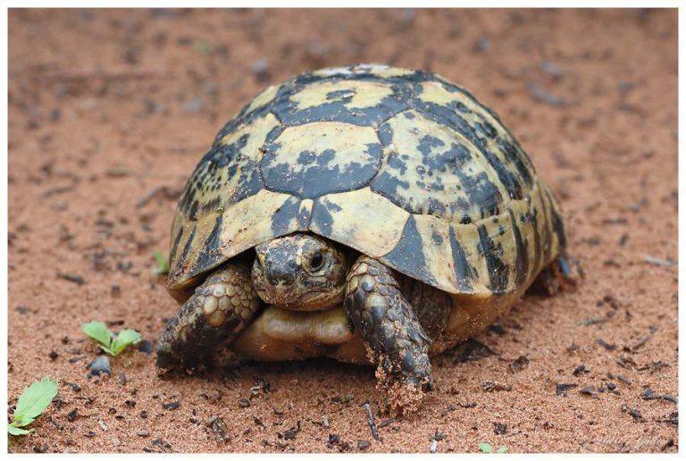 Tartaruga Russa: Características, Nome Científico e Fotos | Mundo Ecologia