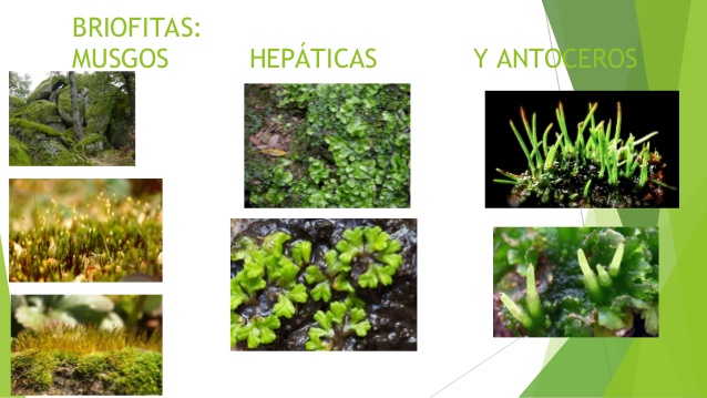 O Que São os Gametóforos das Hepáticas? | Mundo Ecologia