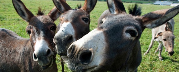 Burro-de-Miranda: Características, Nome Científico e Fotos | Mundo Ecologia