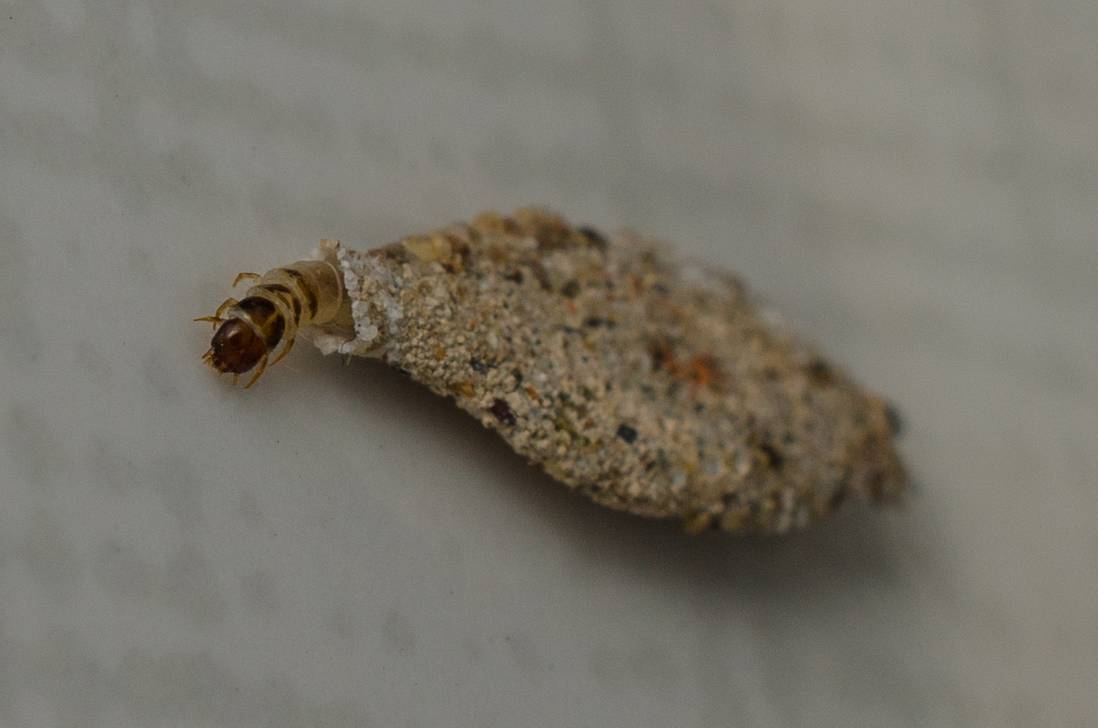 Traça-Da-Lã: Características, Nome Cientifico, Habitat E Fotos | Mundo ...