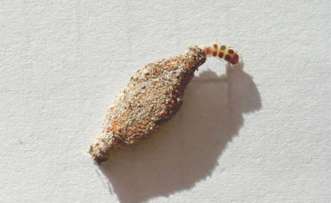 O Que Atrai as Traças? Como Elas Surgem? | Mundo Ecologia