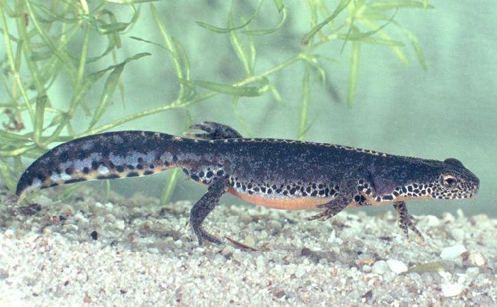 Tritão: Reino, Filo, Classe, Ordem, Família e Gênero | Mundo Ecologia