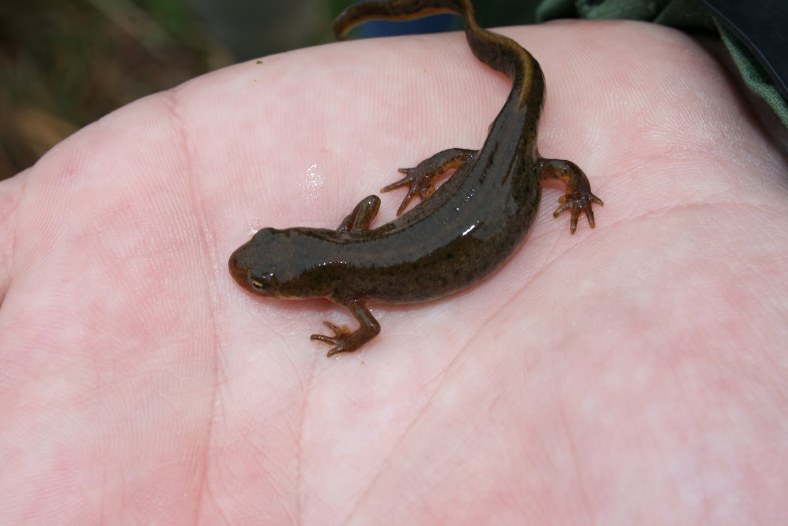Tritão Animal de Estimação: Como Cuidar de Um? – Mundo Ecologia