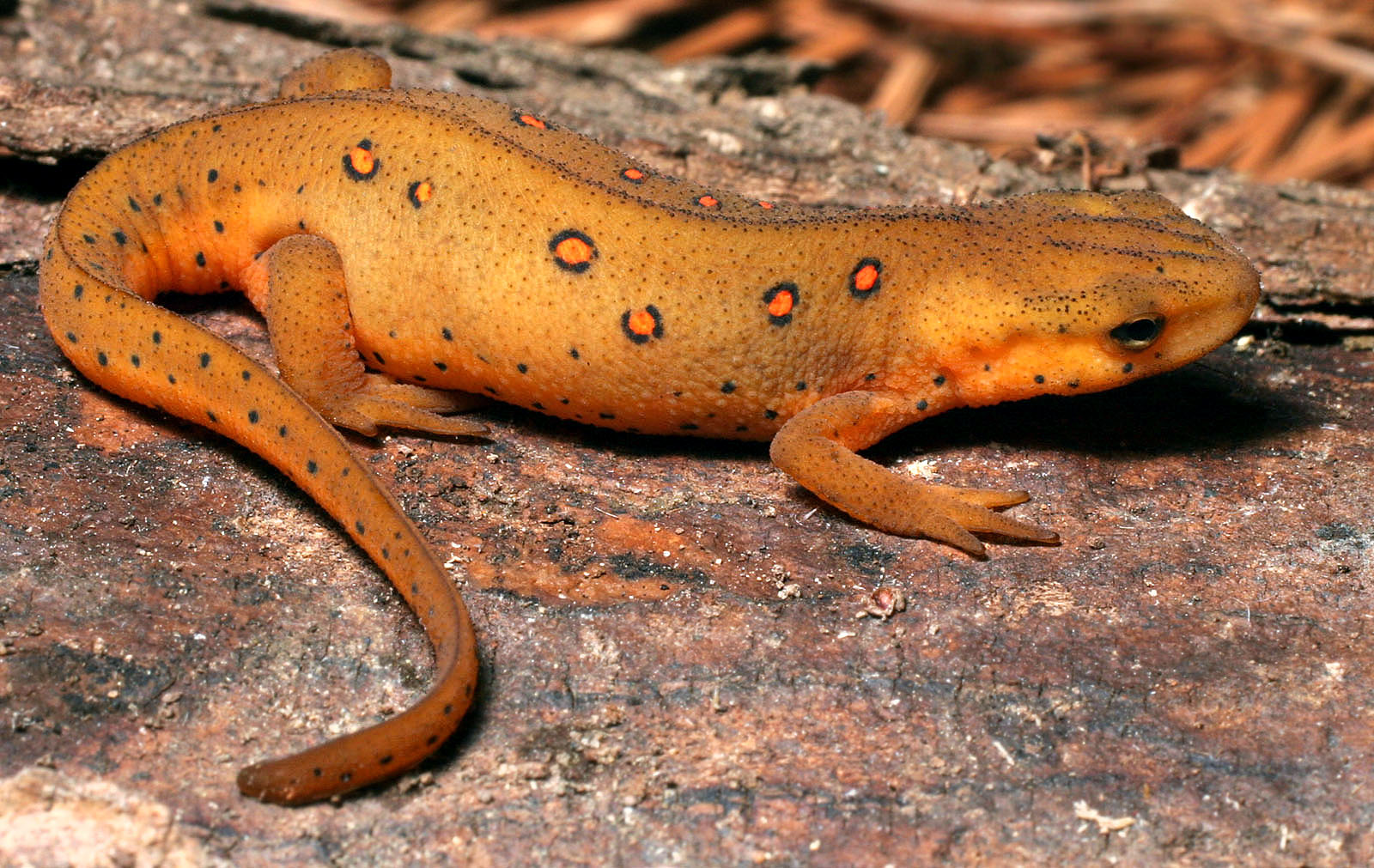 Tritão-De-Crista-Do-Danúbio: Caracteristicas, Habitat e Fotos | Mundo ...