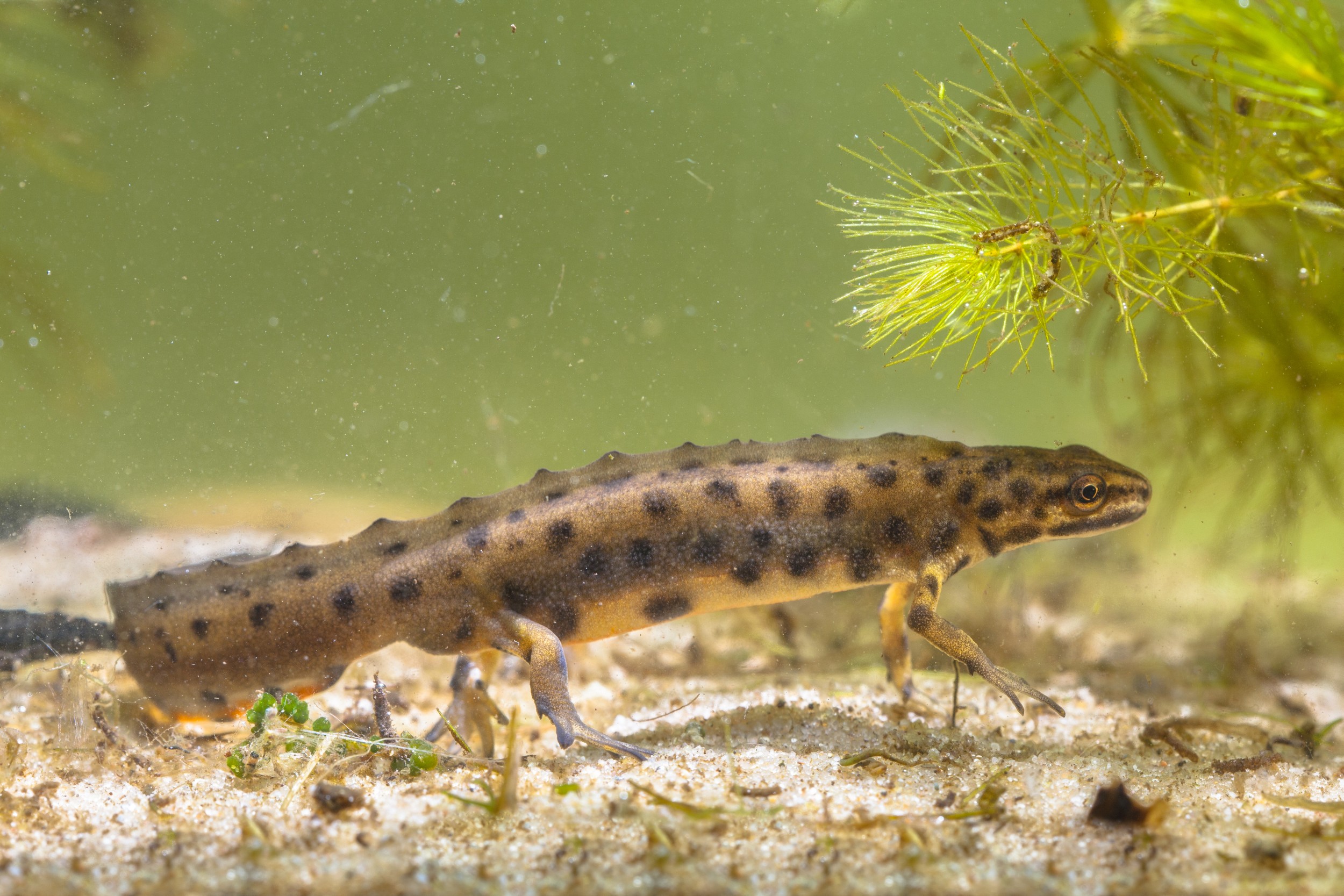 Tritão-De-Crista-Do-Danúbio: Caracteristicas, Habitat e Fotos | Mundo ...