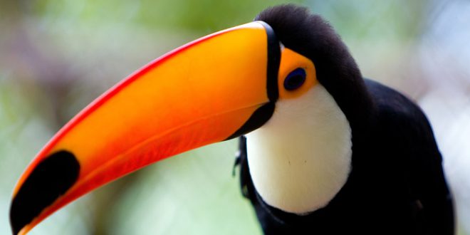 Qual a Utilidade do Tucano na Natureza? Para que Servem? | Mundo Ecologia