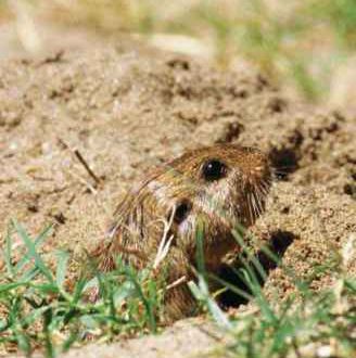 Tudo sobre o Tuco-tuco: características, nome cientifico e fotos ...