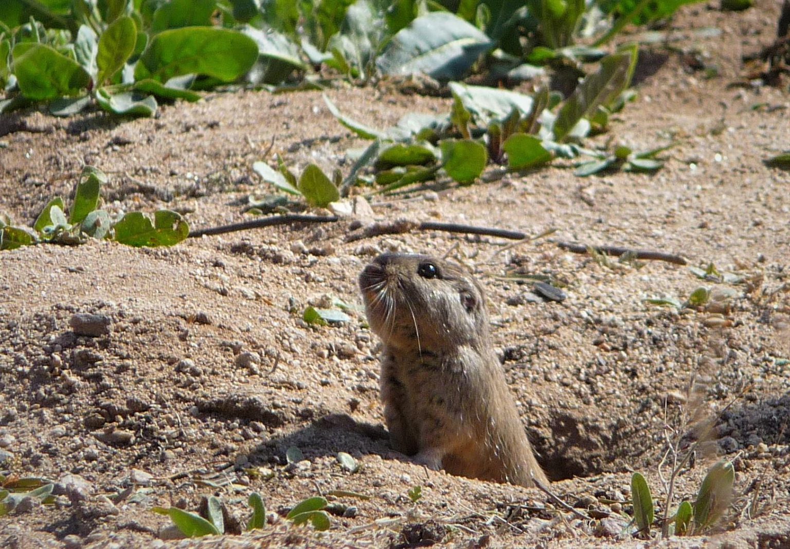 Alimentação do Tuco-Tuco: O Que Eles Comem? – Mundo Ecologia