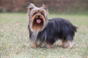 Ficha Técnica do Yorkshire: Peso, Altura, Tamanho e Imagens | Mundo ...