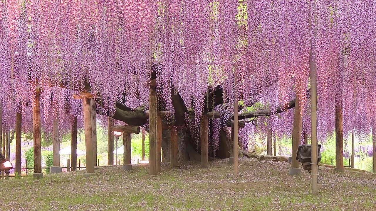 Glicínia Curiosidades e Fatos Interessantes Sobre a Planta | Mundo Ecologia