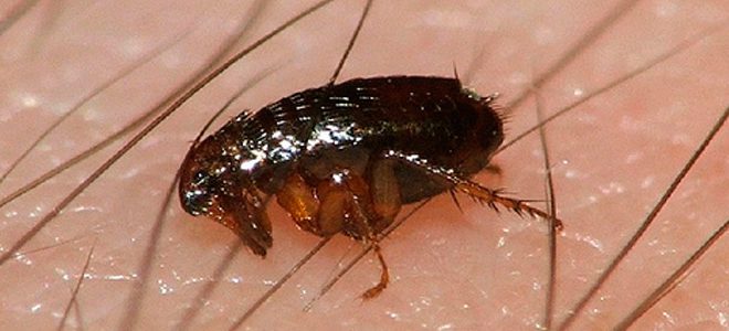 Pulgas Morrem com Água? Vinagre? Frio? Como Matar? | Mundo Ecologia