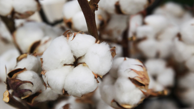 Como é Feito o Tecido de Algodão? | Mundo Ecologia