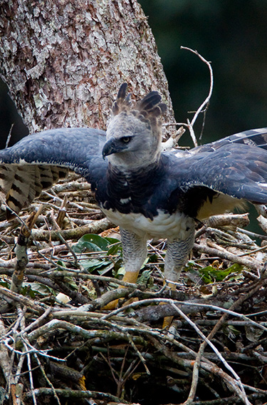 Qual a Envergadura de Uma Harpia? Como São Suas Garras? | Mundo Ecologia
